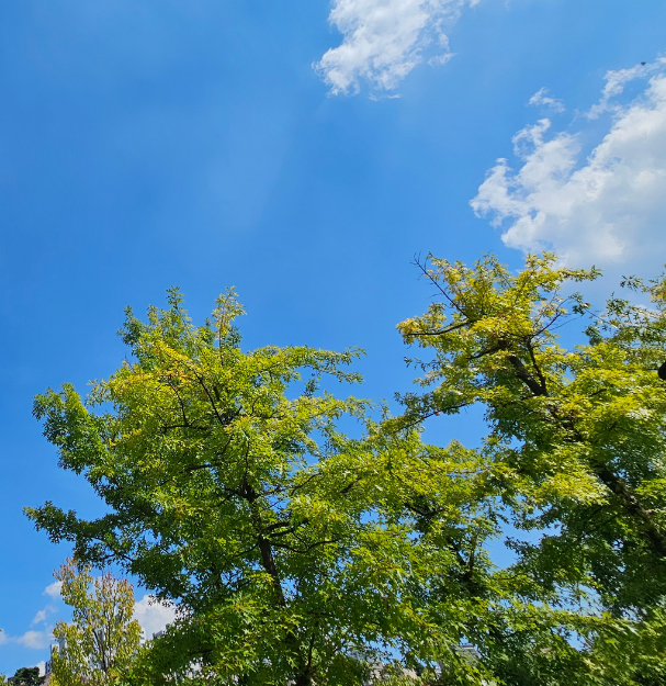 RFP for Express Lanes Tree Mitigation Project along I-15 Receives ...